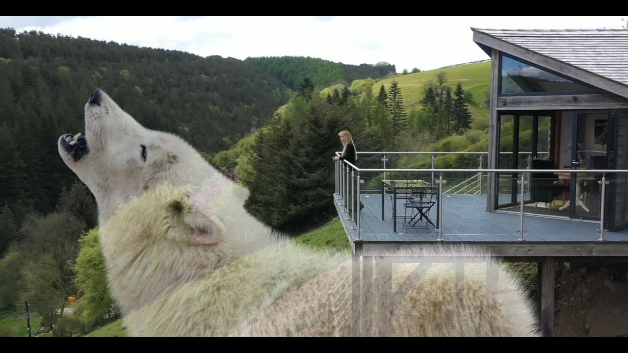 WOLF LODGE - The World's Most Beautiful - Wolf Watch UK - YouTube