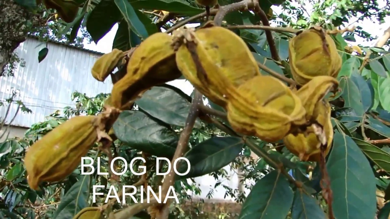 FRUTO FRUTA DO INGÁ - PLANTAS FRUTÍFERAS BRASIL By FARINA - YouTube