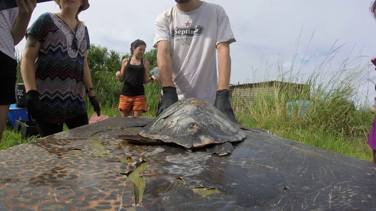 Necropsy of a green turtle at Karumbe - #GotBusyLiving - YouTube