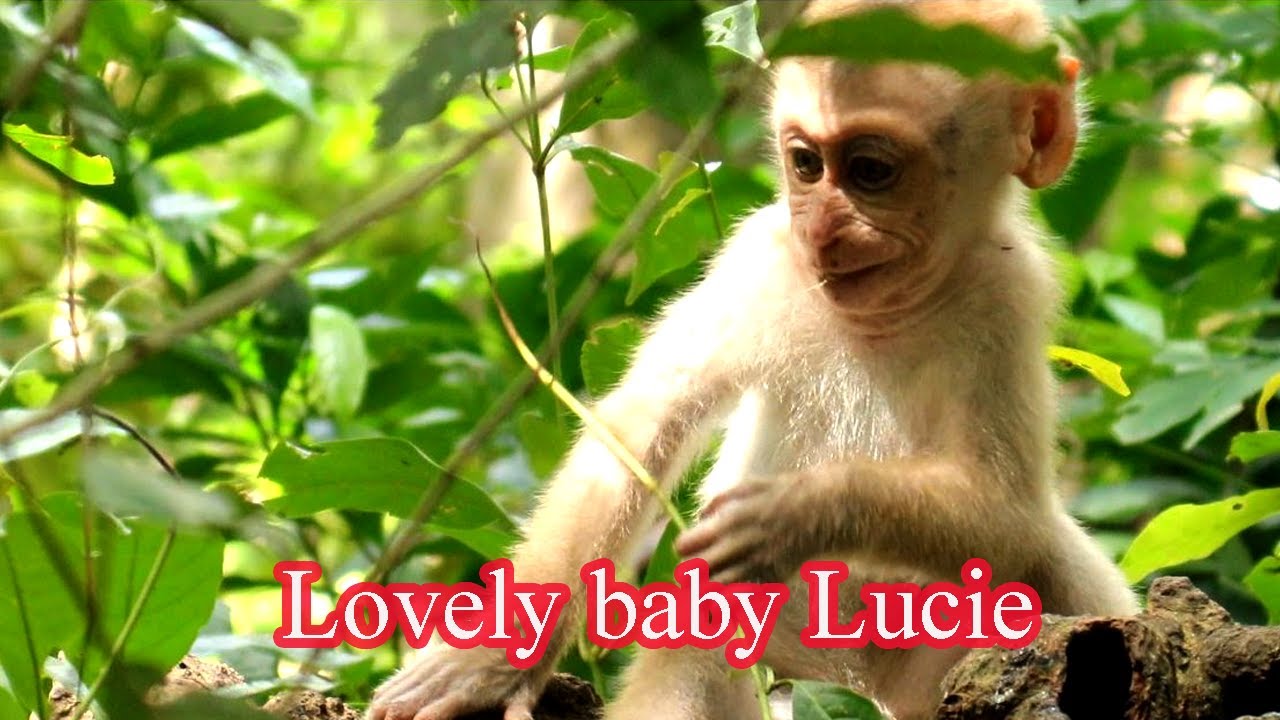 Lovely baby Lucie |Monkey lover - YouTube