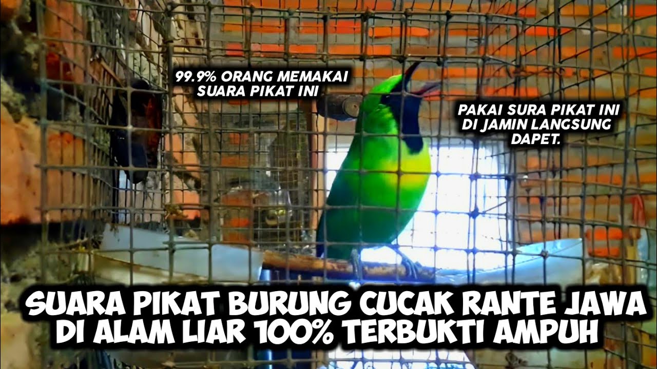 🔴SUARA PIKAT BURUNG CUCAK RANTE JAWA DI ALAM LIAR 100% TERBUKTI AMPUH ...