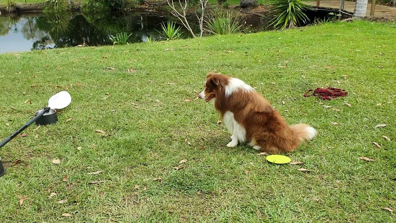 susan Garrett Agility Challeng # 2 - YouTube