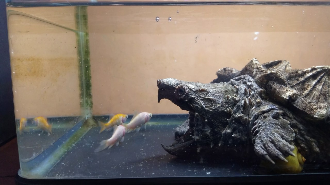 Aligator Snapping Turtle (AST) - YouTube