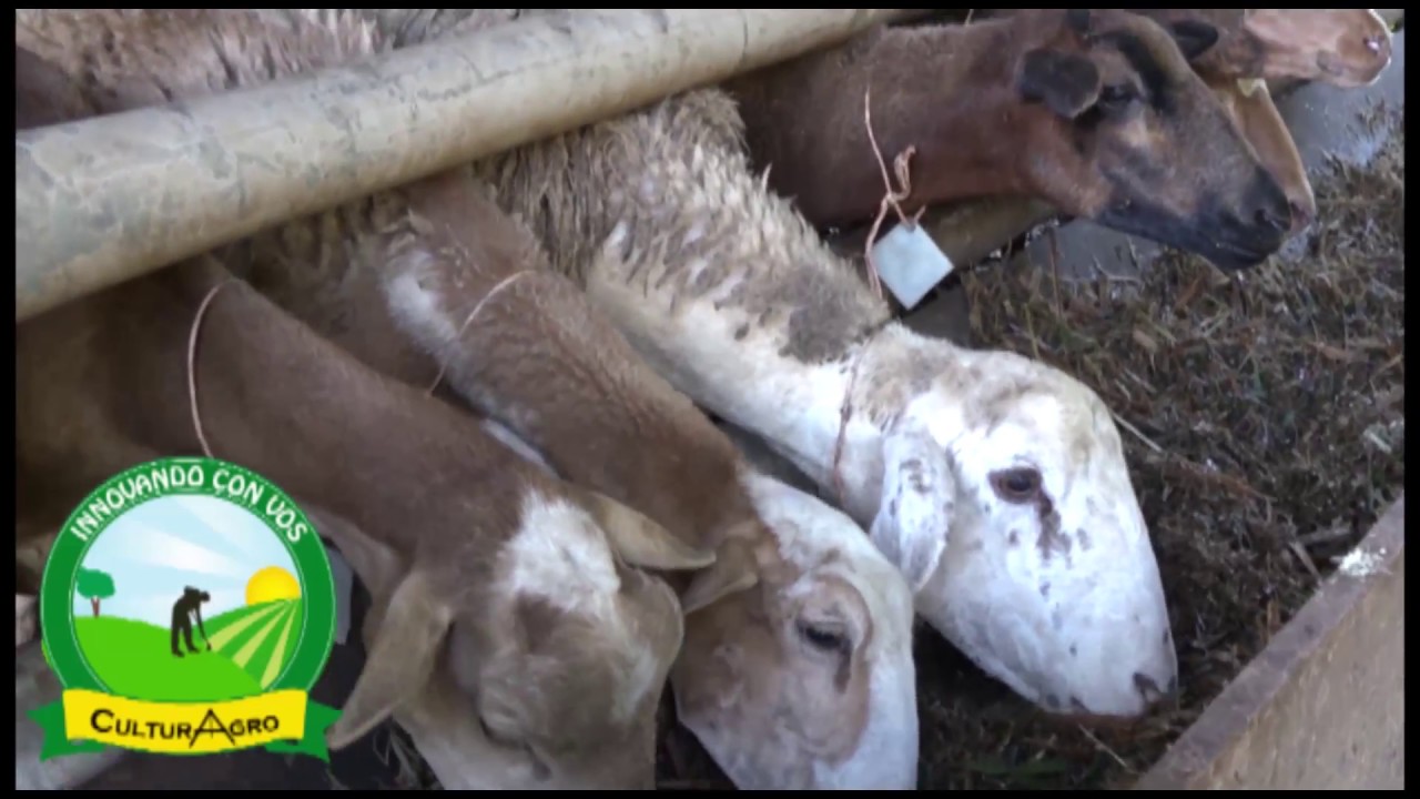 Manejo de cabros - YouTube