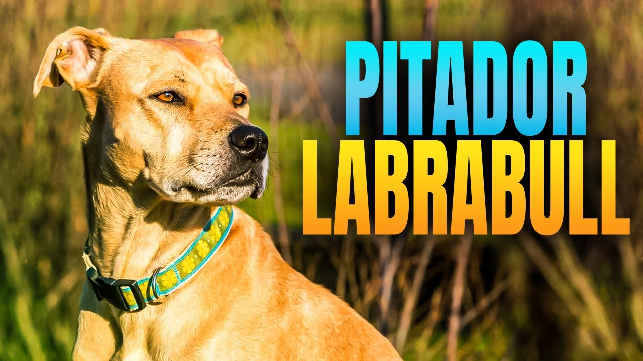 Pitador, Bullador, Labrabull | Pros, Cons & Everything Else - YouTube