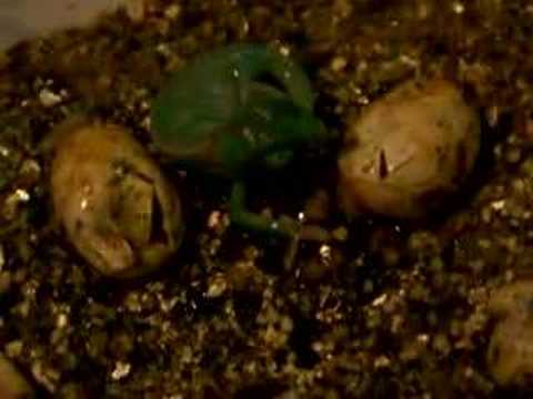 Veiled Chameleon Hatching - YouTube