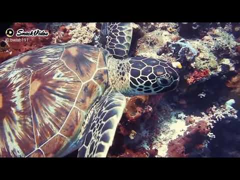 #sea life love #whatsapp status #taron k shar mn