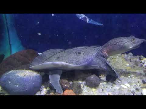 Malayan Softshell Turtle - Dogania subplana - YouTube
