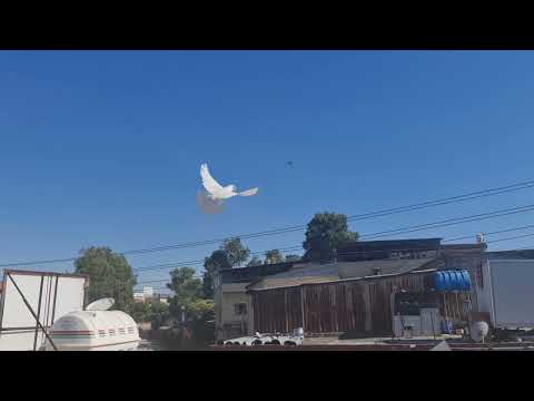 #oyunkusu#beyaz#mavi#donuk#mardin guvercin