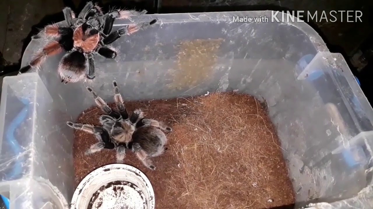Brachypelma Emilia (mexican redknee tarantula) mating - YouTube