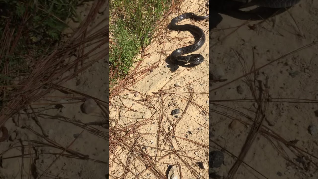 Aggressive Southern Black Racer - YouTube