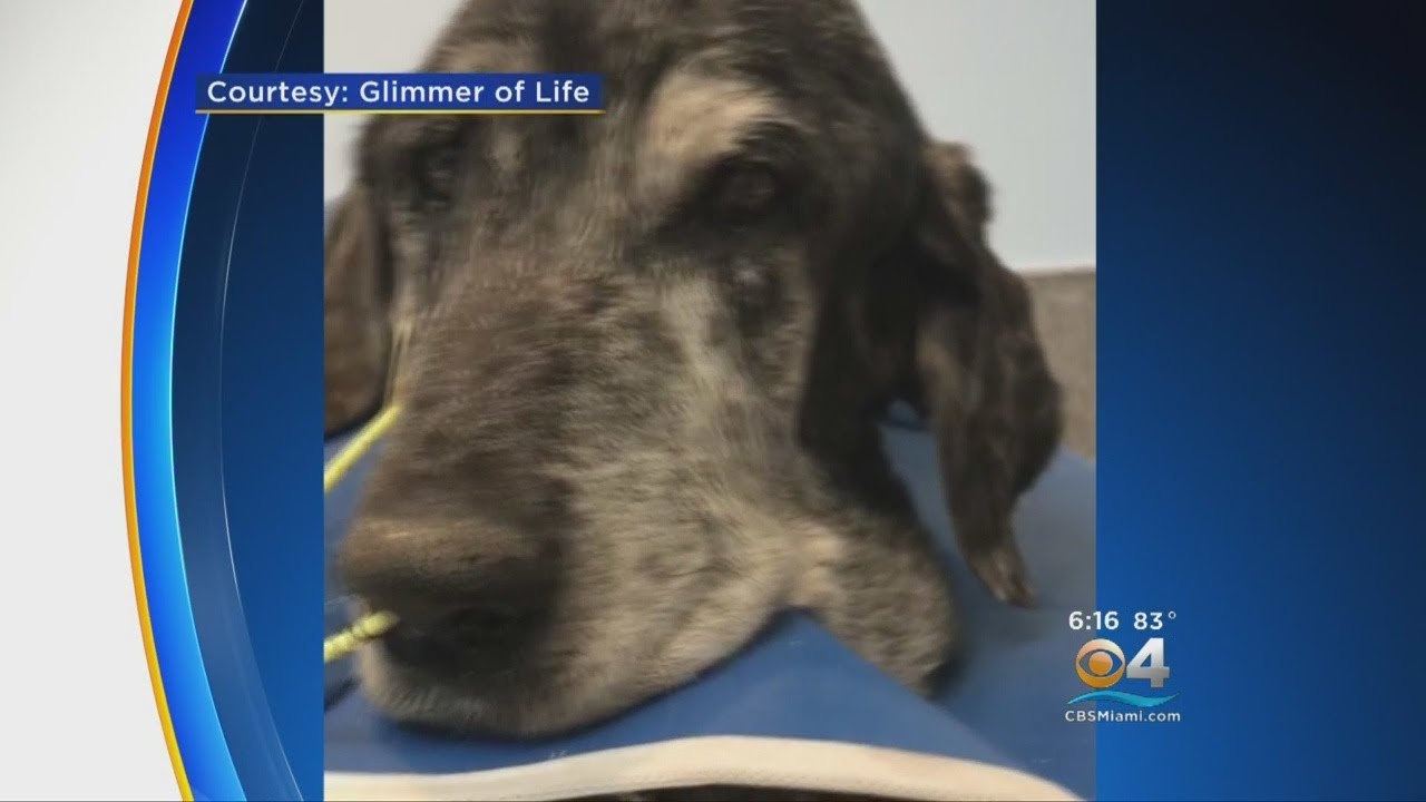 Dog Found Near Death Slowly Being Nursed Back To Health - YouTube