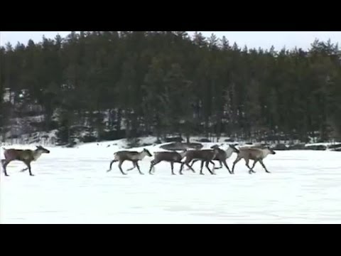 Caribou Des Bois au Canada; La Forêt Boréale - YouTube
