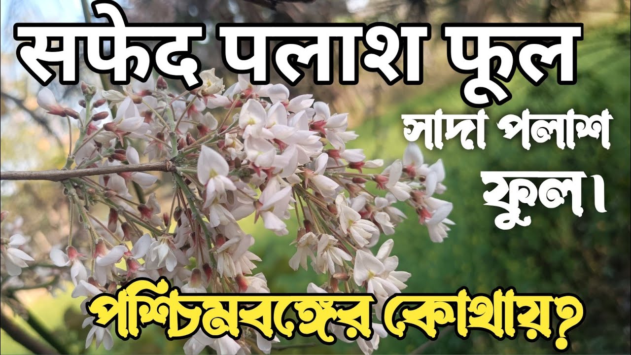 সাদা পলাশ। सफेद पलाश फुल।Sada palash#Purulia Palash Full# Hura#west ...