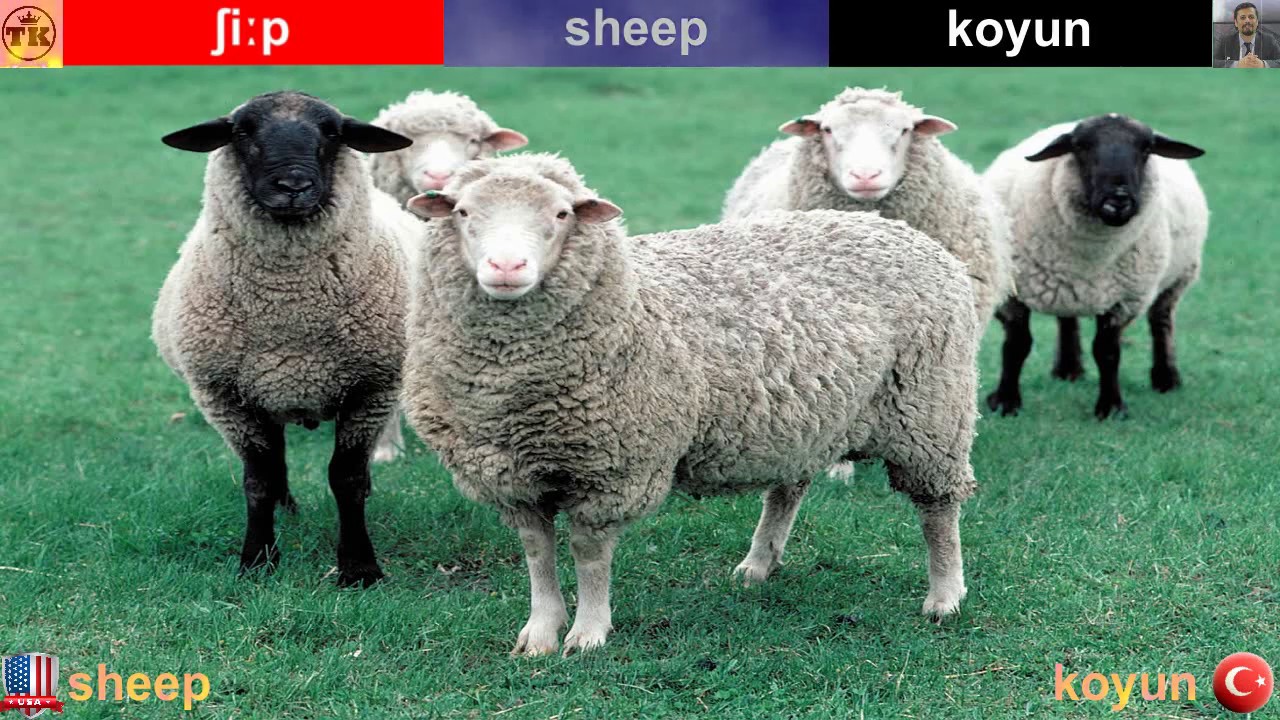 Sheep - Koyun | English-Turkish Video Dictionary | İngilizce-Türkçe ...