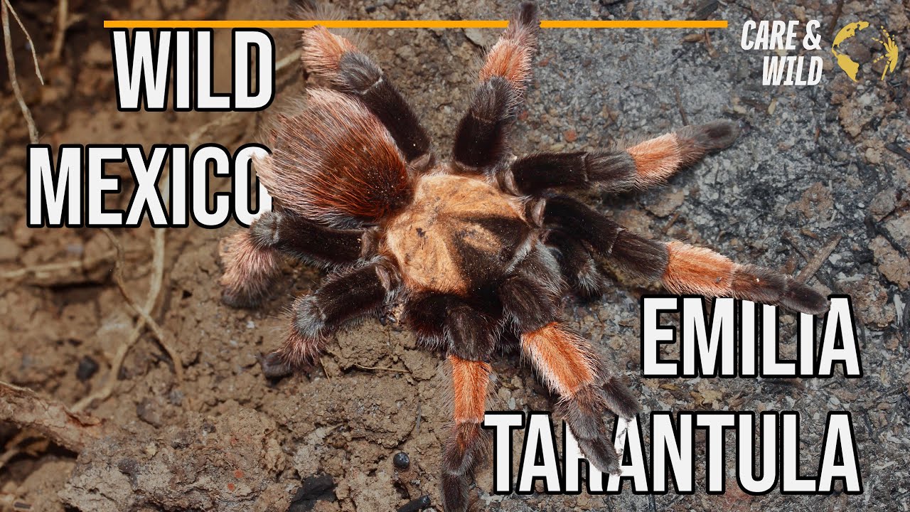 Finding a Wild Spider - The Mexican Red Leg Tarantula - YouTube