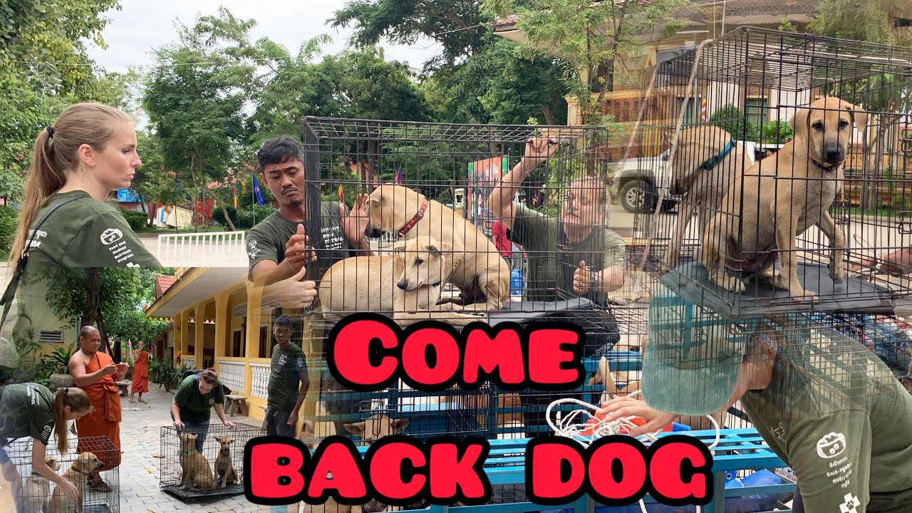 Come back dog 🐕🥰😍🐕 #Funny#animaldog #shorts #animals#dog - YouTube