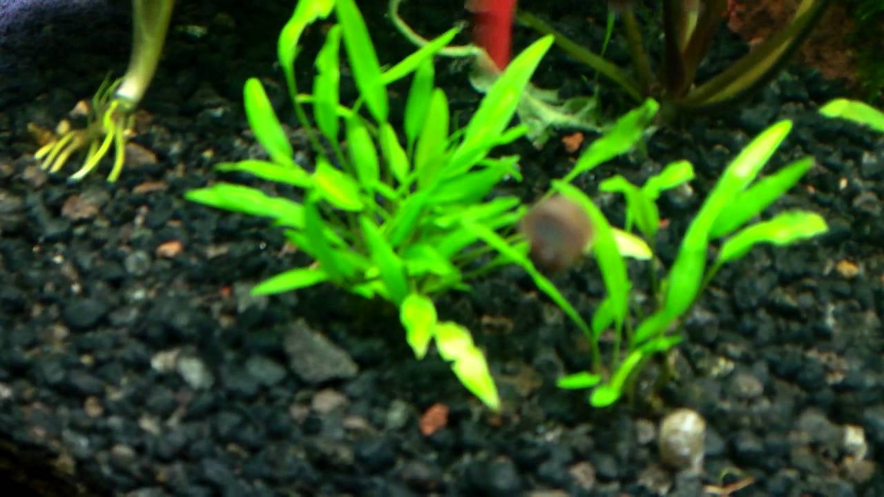 Angel Fish/Rainbow Shark/Planted Aquarium/ update sept 18th 2012 - YouTube