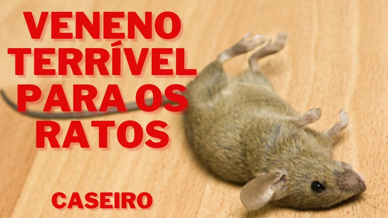 MATA RATO CASEIRO TERRÍVEL PARA OS RATOS. TESTE E COMPROVE! - YouTube