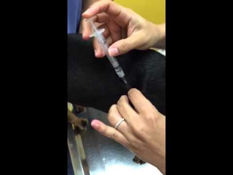 How to give your dog an insulin shot - YouTube