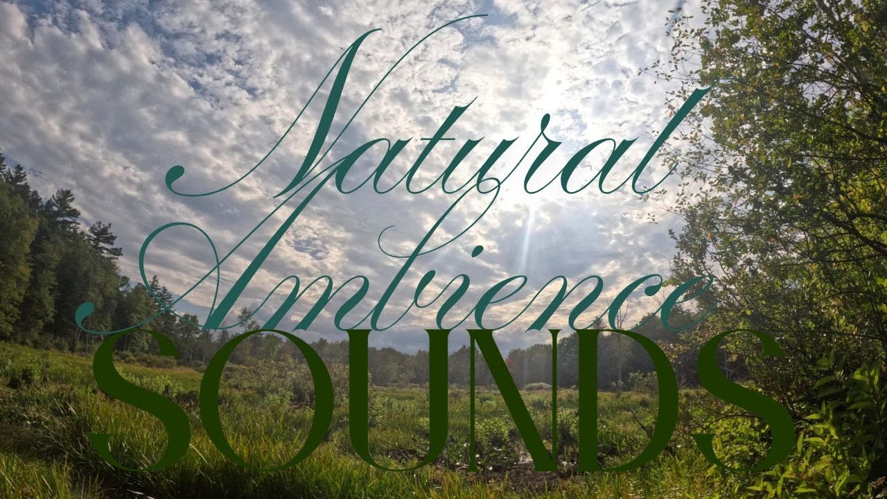 Natural Ambience Sounds,- - YouTube