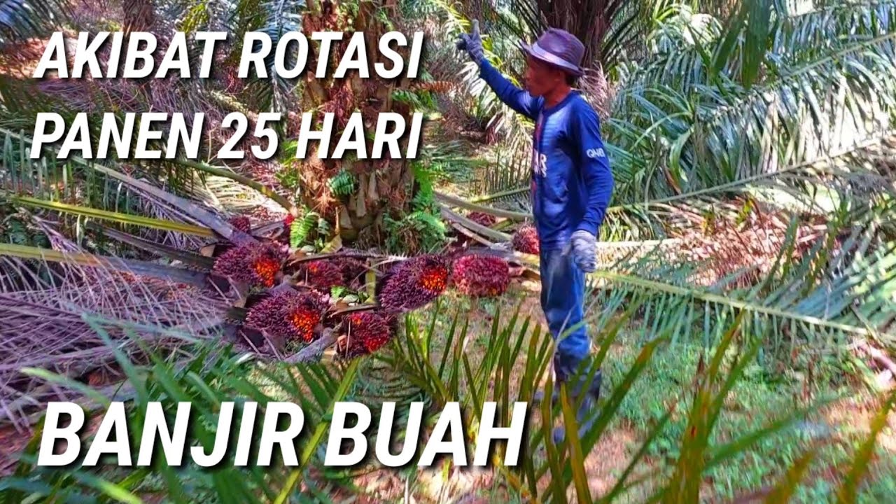 ini akibat rotasi panen 25 hari banjir buah tiada obatnya panen sawit ...