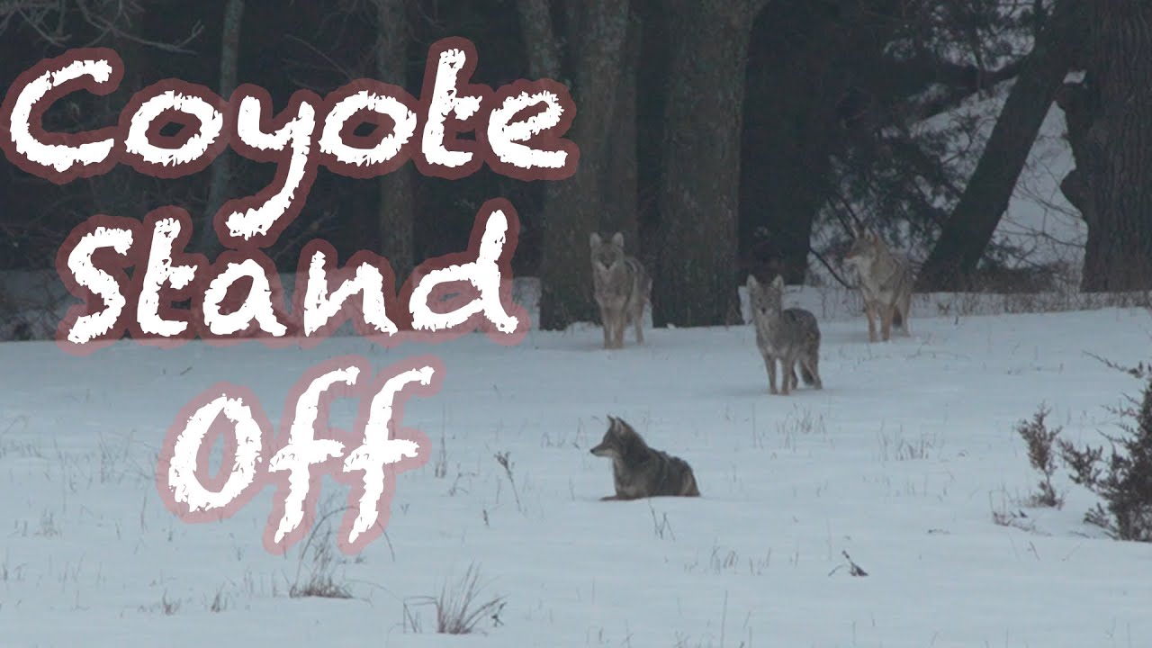 5 Coyotes in the field | Coyote Stand Off - YouTube
