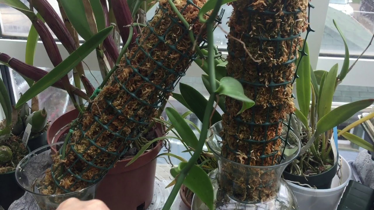 Vanilla Orchid Moss Mount - YouTube