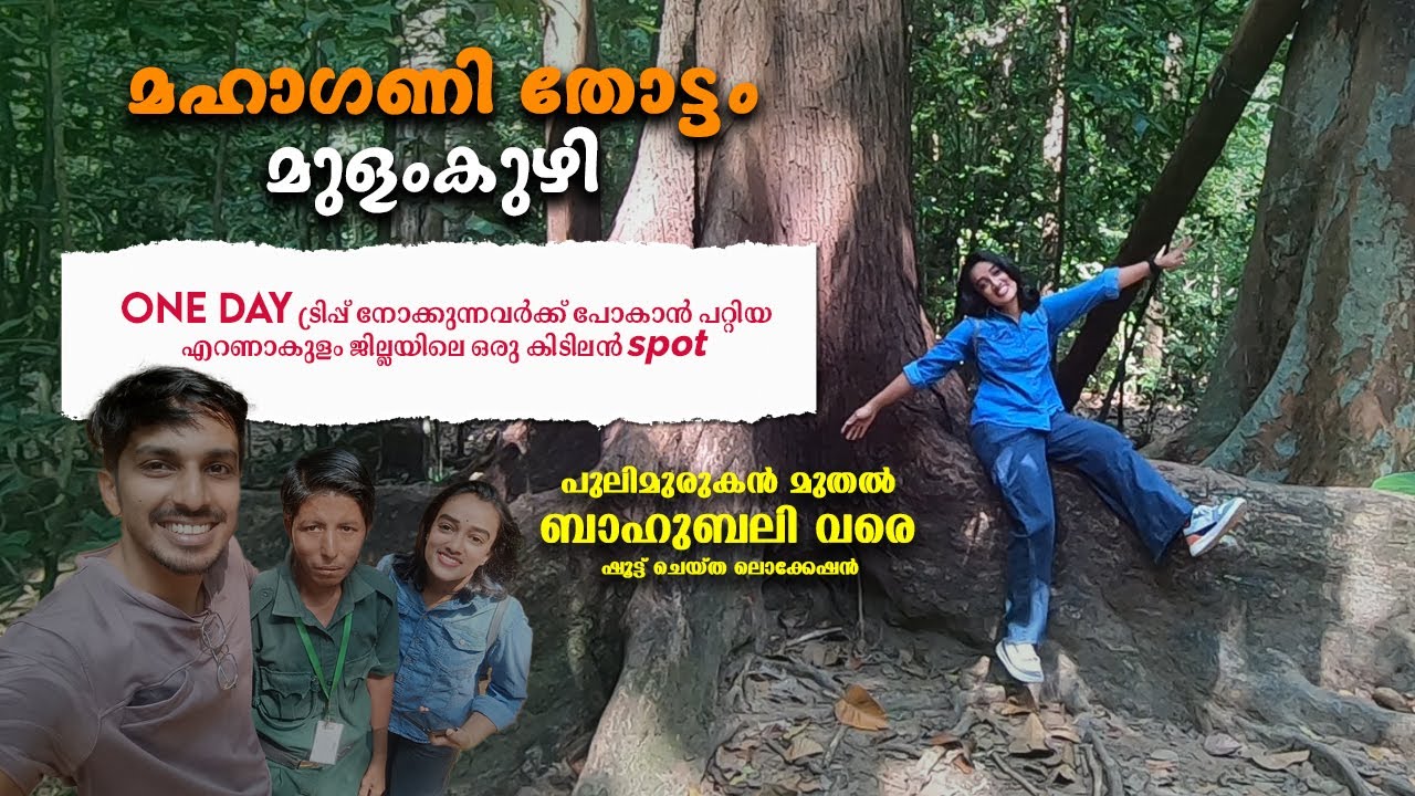 mahogany thottam | mulamkuzhy | malayatoor | Best Places in Ernakulam ...