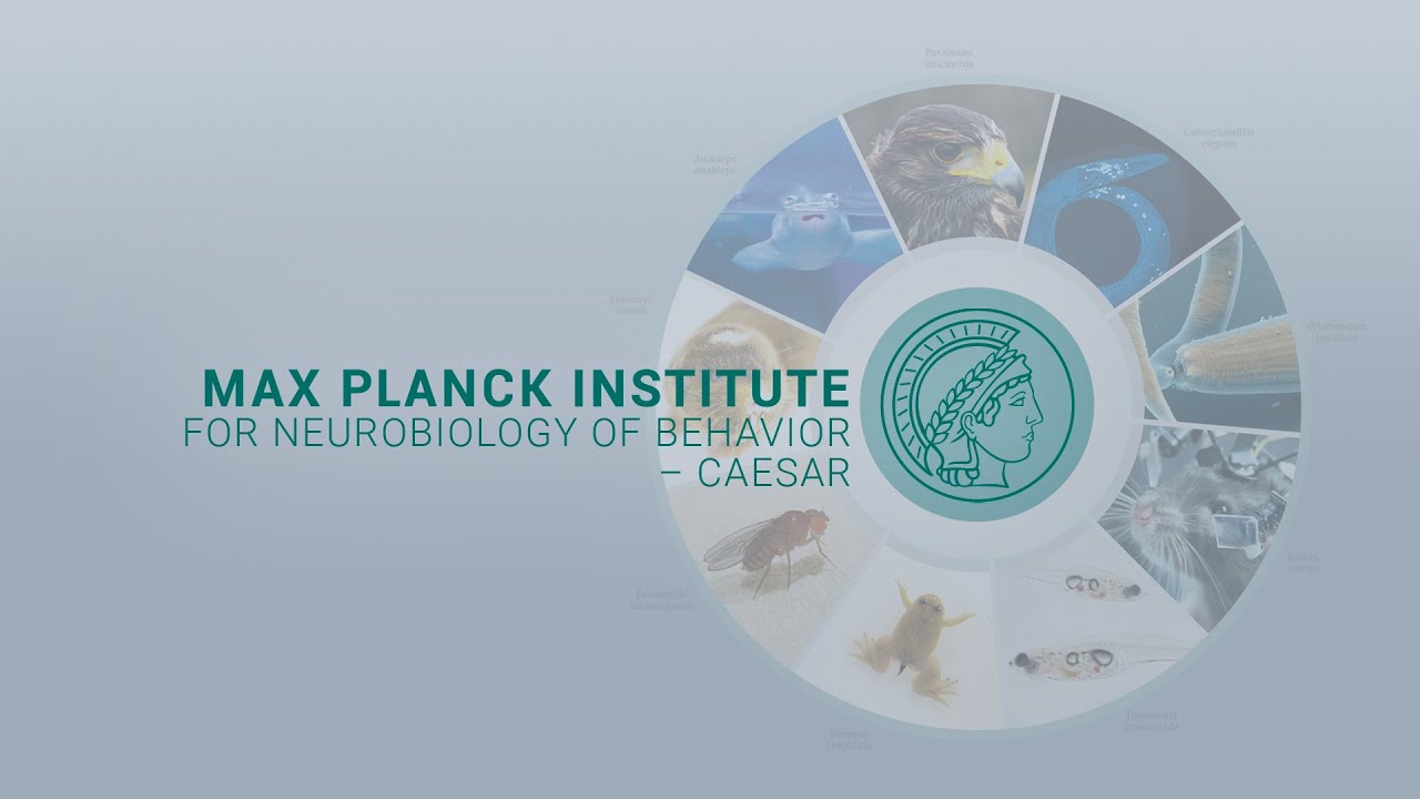 "Brain in Action" - Our research assignment at the MPINB - YouTube