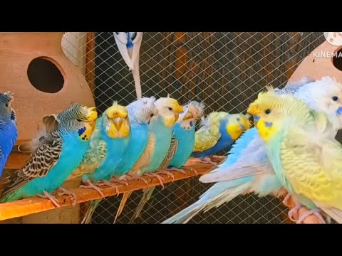 Mesmerizing Flock of Helicopter Budgies 🚁🐦 - Japanese Hagoromo Budgies ...