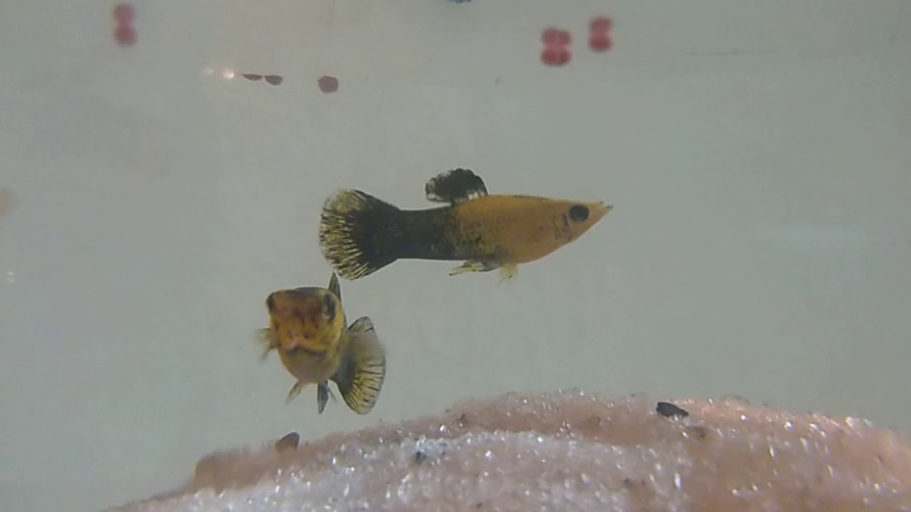 How fishes actually have sex ( fishes mating ) - YouTube