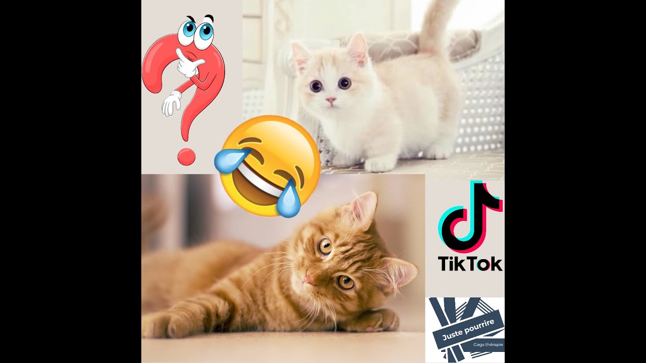 Meilleur classique sur les CHATS les plus drôles - Vidéo Chat À Mourir ...
