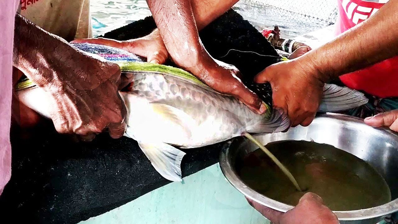 Fish hatchery || Fish Breeding System || Big Head Fish Eggs Collection ...