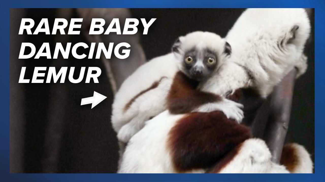 A rare Coquerel’s sifaka, aka ‘dancing lemur,’ has just been born and shown to the public - YouTube