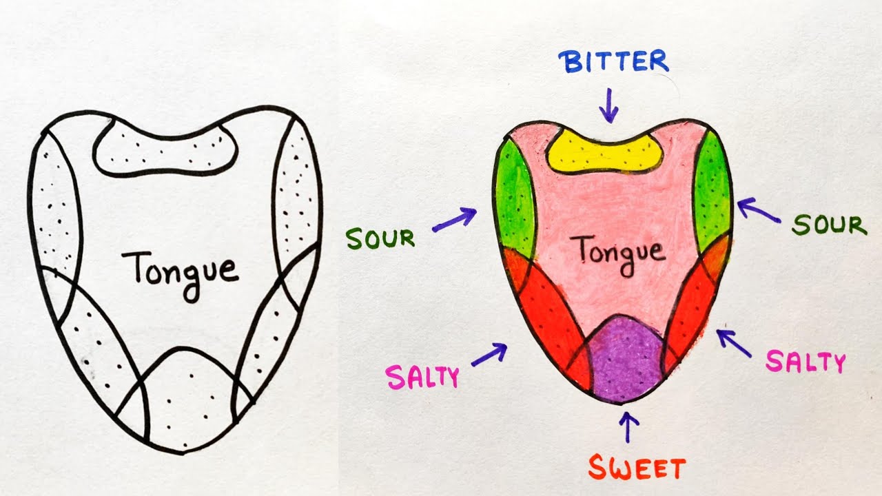 Tongue for school project ideas easy | Human tongue for school students ...