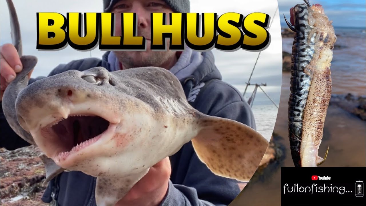 💥NEW PB💥 BIG BAITS on the hunt for BULL HUSS and CONGER EEL. UK Shore ...