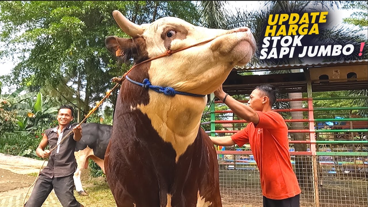 Baru Pertama Kali Qurban Sapi Pilih Sapi Madura Dan Tergiur sapi Super ...