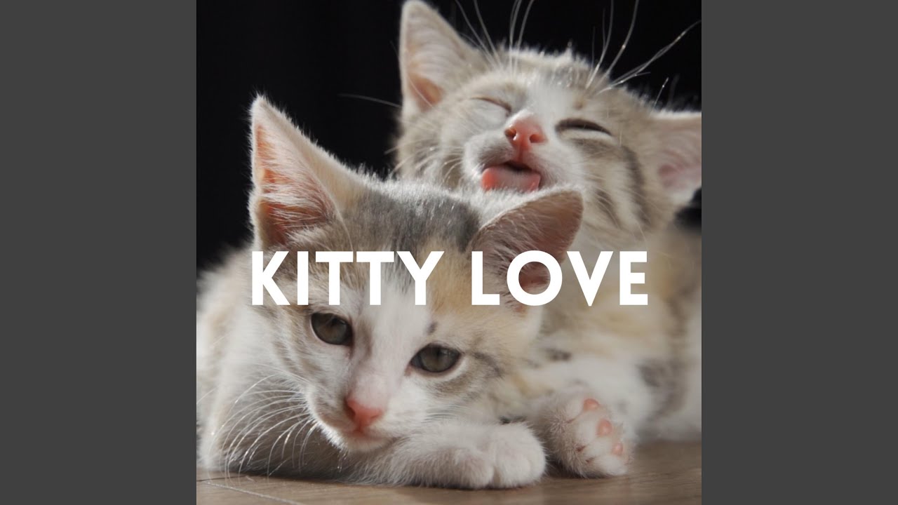 Kitty Love - YouTube