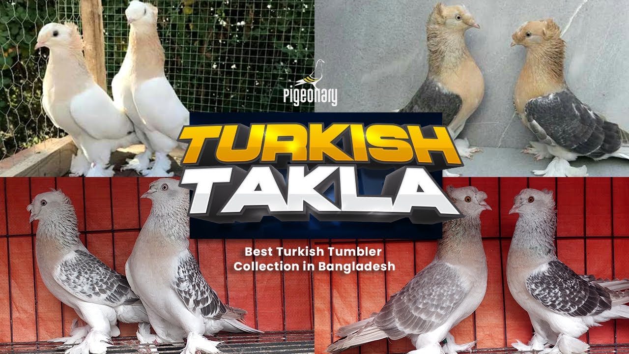 Best Turkish Takla Collection in Bangladesh | বেষ্ট টার্কিশ টাকলা ...