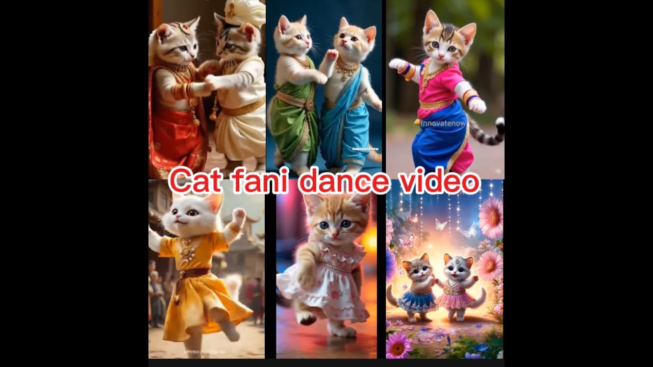 Cat fani dance video - YouTube