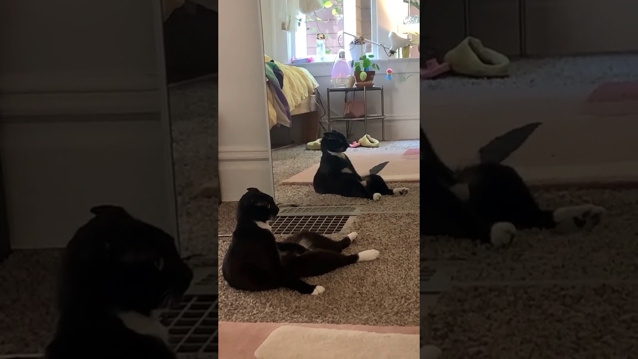 Cat sits cross legged - YouTube