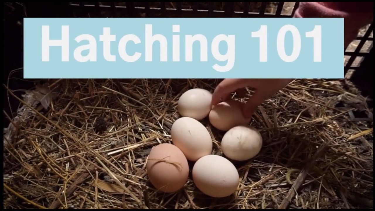 Hatching 101 - YouTube