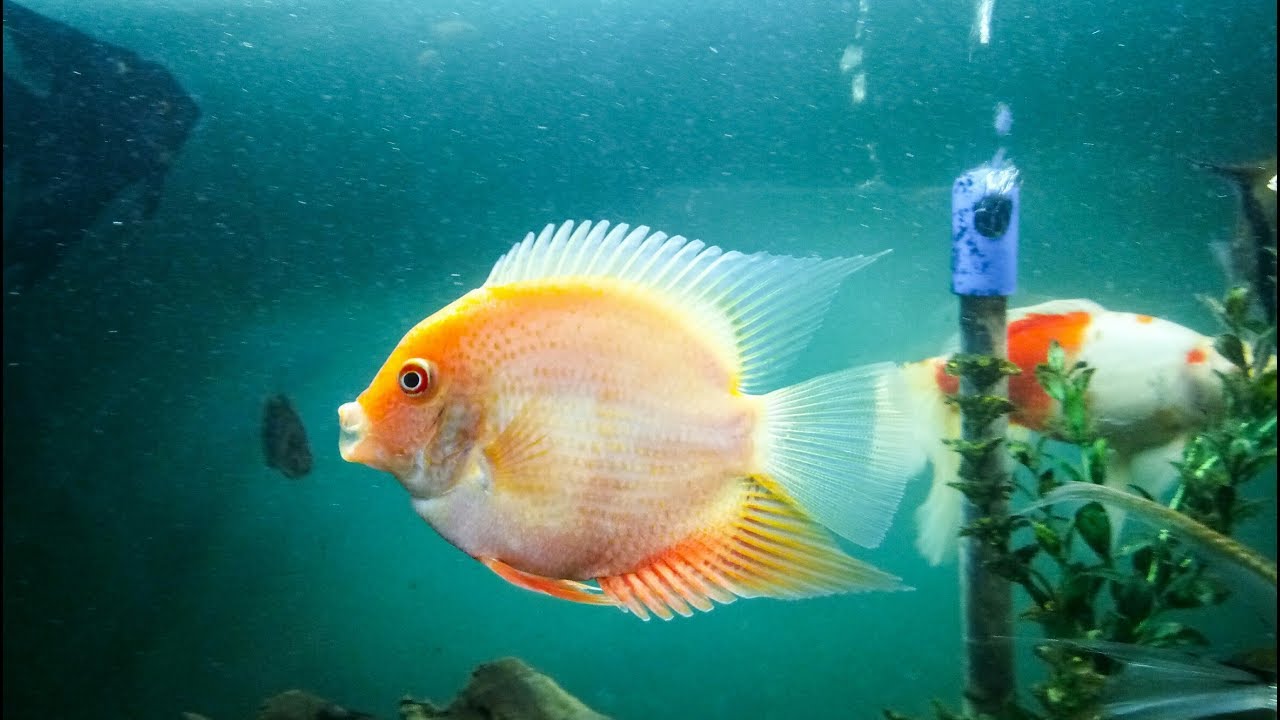 Shivram fish 🐠 -¦- Nature Lover - YouTube