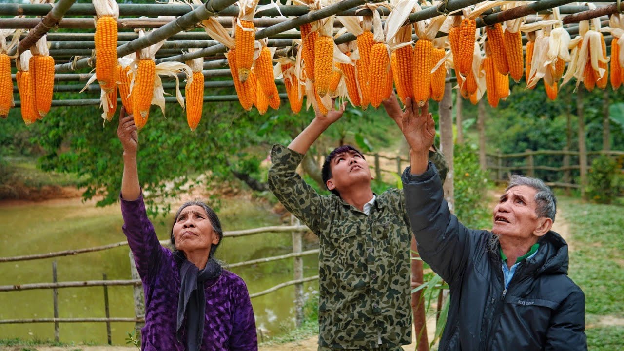 Get Ready for a Bumper Crop! Uncover the Secret to Preserving Corn ...