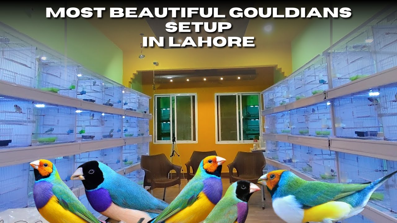 Visited Most Beautiful Gouldians Breeding Setup in Lahore || birds aviary - YouTube