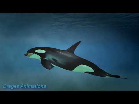 Orca VORE Girl Animation Daz 3D 