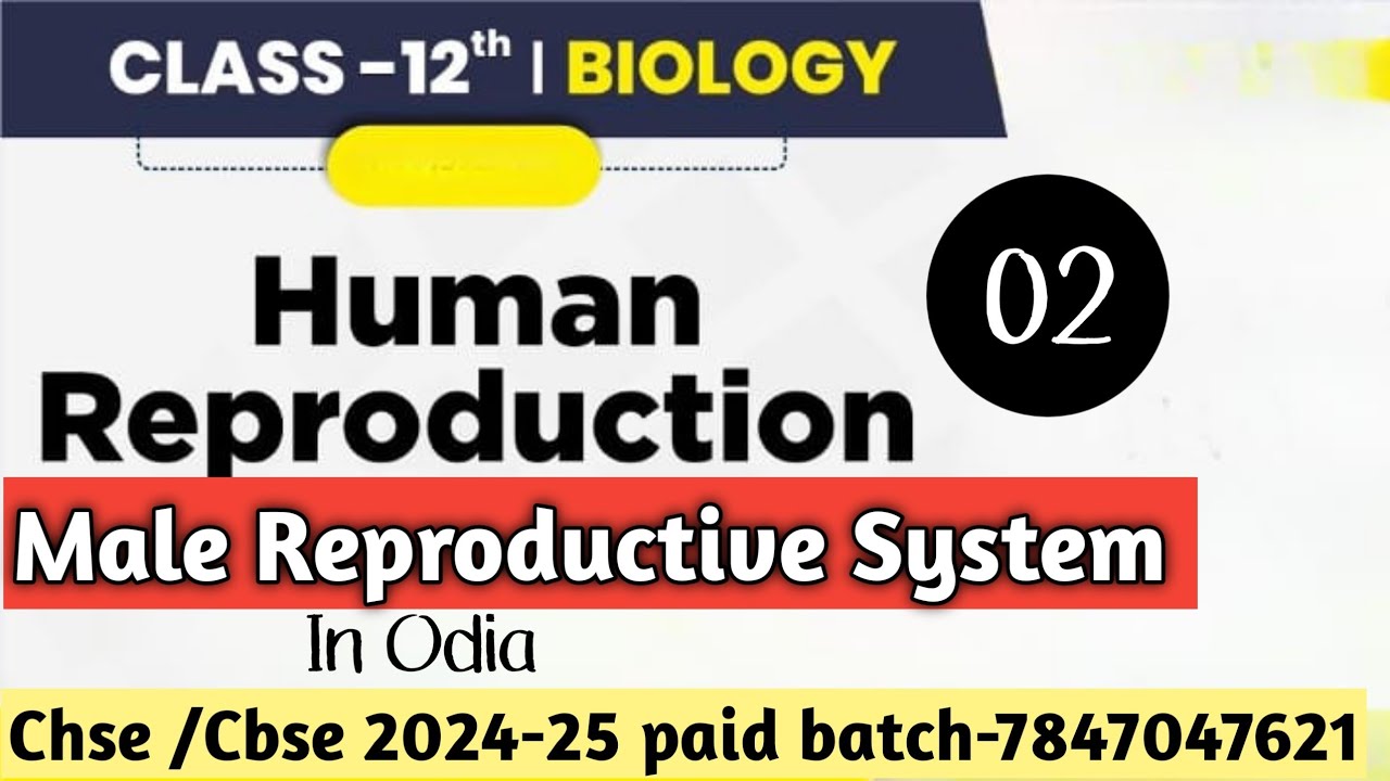 Human Reproduction Class 12th In Odia | Male Reproductive System class ...
