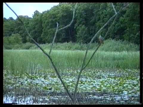 Ijsvogel Kingfisher ( Canon EX2 ) IFWP - YouTube