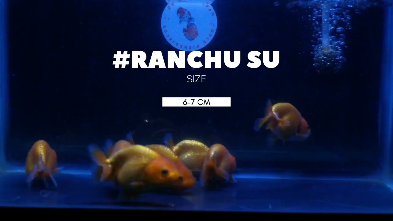 RANCHU YELLOW SUNKIST - YouTube
